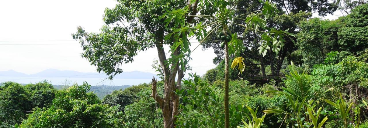 Tree Bridge Coffee im Dschungel von Koh Samui - Reiseritis