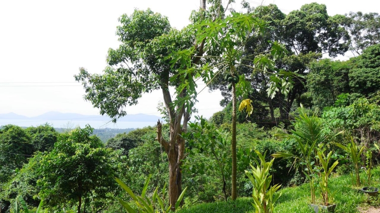 Tree Bridge Coffee im Dschungel von Koh Samui - Reiseritis