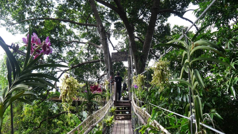 Tree Bridge Coffee im Dschungel von Koh Samui - Reiseritis