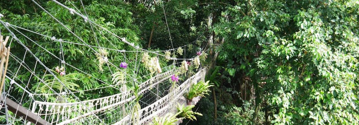 Tree Bridge Coffee im Dschungel von Koh Samui - Reiseritis